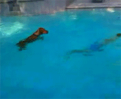 perro nadar - ASOCIACIÓN VILLANIMAL