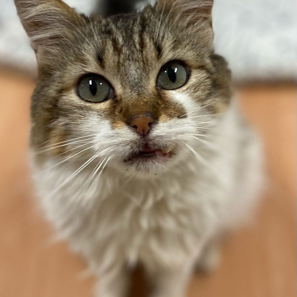 Triqui - ASOCIACIÓN VILLANIMAL