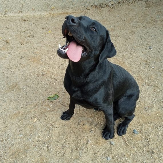 Sincho - ASOCIACIÓN VILLANIMAL